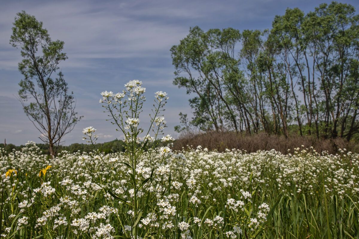 Mesés látvány debreceni torma virágzása a Felső-Tisza mentén - Lelépő