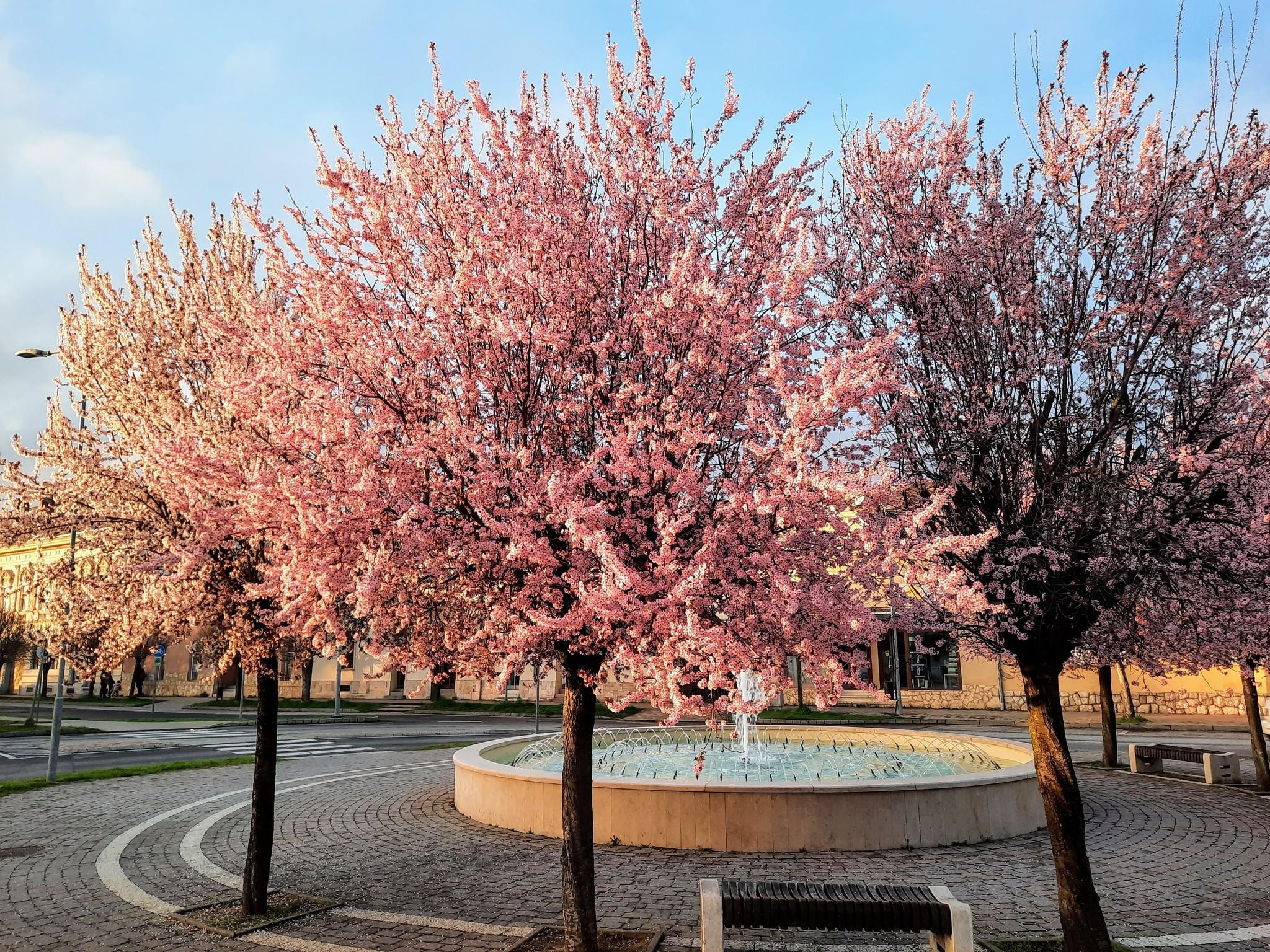 Virágba borult Siklós – tavaszi pompában ragyognak a vérszilvafák a ...